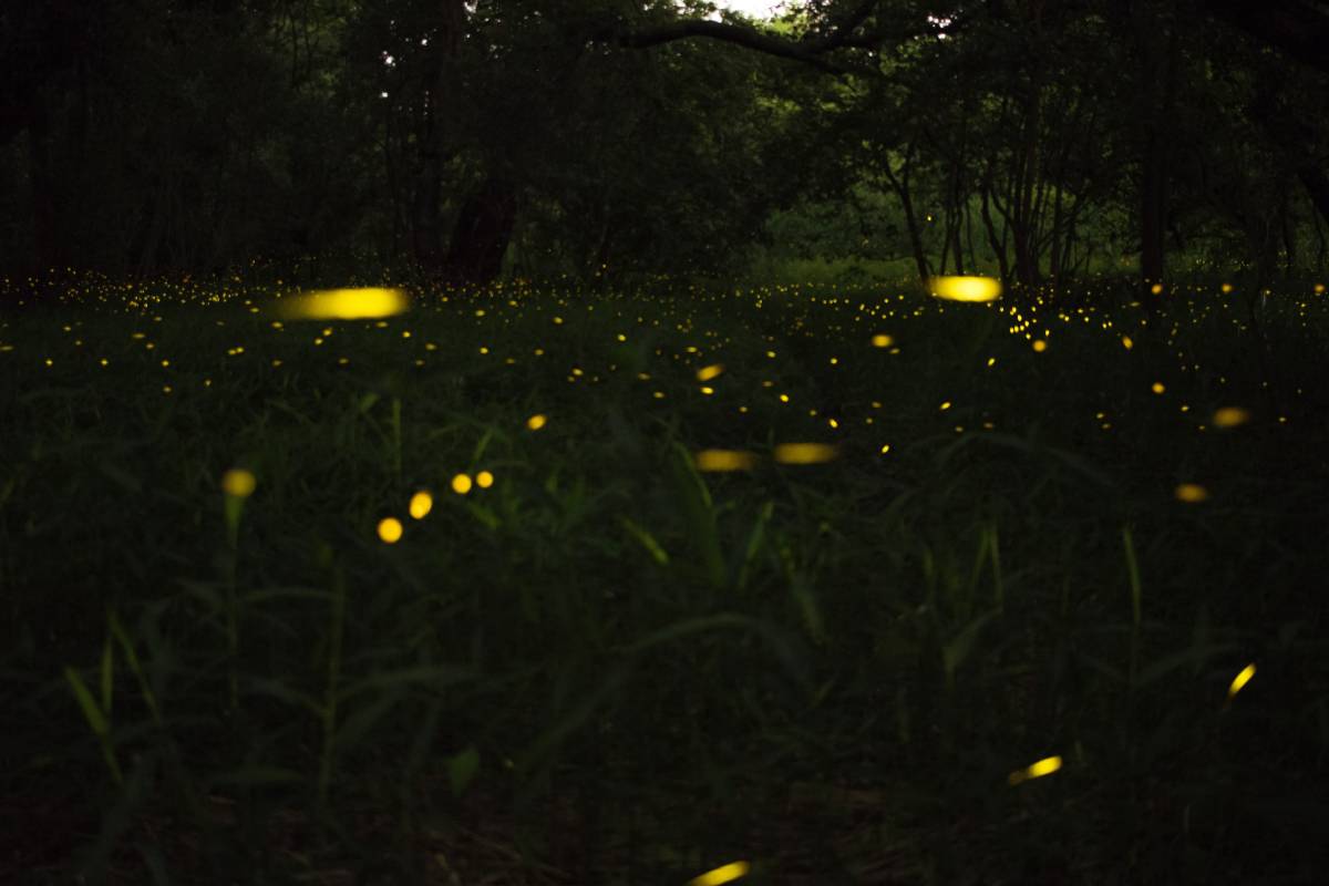 NYC Nights Are Glowing With More Fireflies Than Ever—Why So Many Are ...