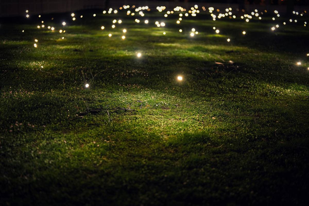 NYC Nights Are Glowing With More Fireflies Than Ever—Why So Many Are ...