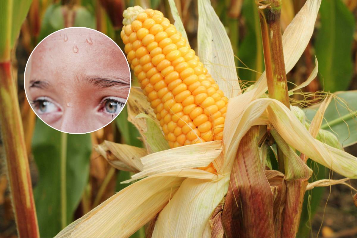 'Corn Sweat' Is Real—And It Could Be Making NYC’s Heat Even Worse