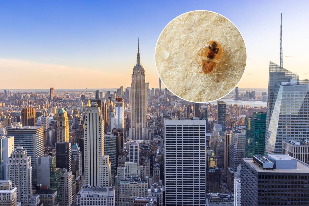 NYC Finally Dethroned As One Of The Most Bed Bug-Infested Cities In America