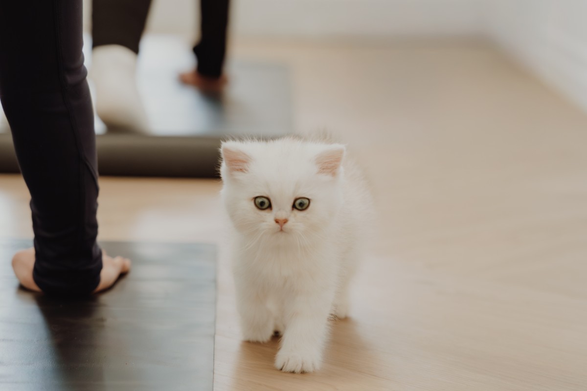 Stretch, Purr, Repeat: NYC’s Kitty Yoga Is The Cutest Workout Ever