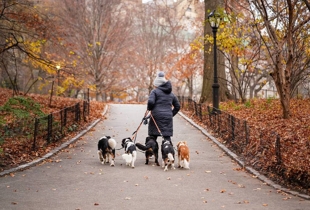 The Best Neighborhood for Dog Owners in NYC Is Right Next to One of the ...