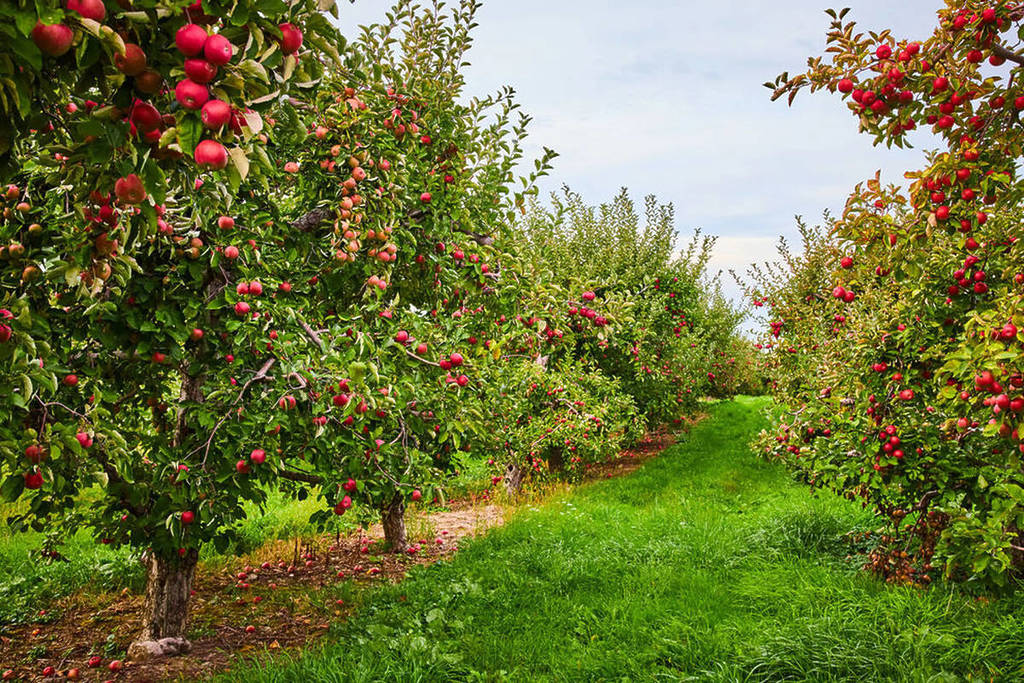 The Dreamiest Apple Orchards Near NYC To Visit This Fall — Where Fresh ...