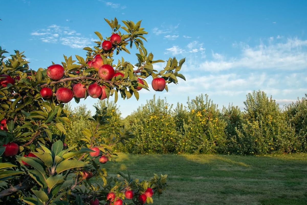 The Dreamiest Apple Orchards Near NYC To Visit This Fall — Where Fresh ...