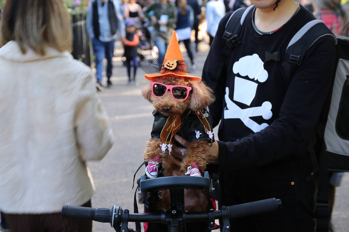 The Tompkins Square Halloween Dog Parade Will Return For Its 35th Year ...