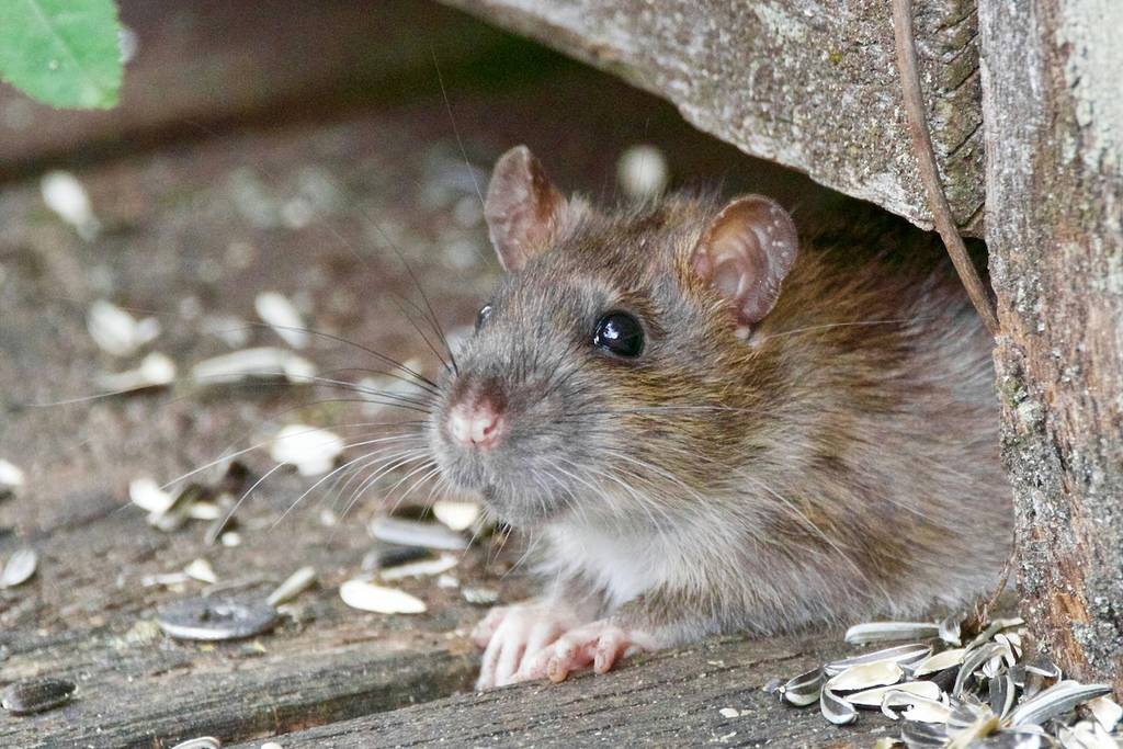 NYC's War On Rats Goes Permanent: Mayor Adams Just Created An Office Of ...
