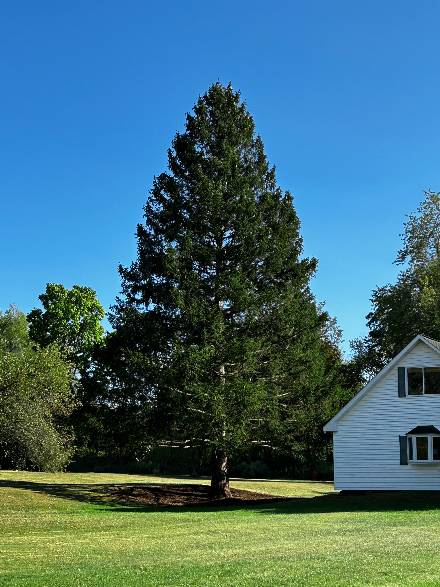 This Charming Upstate NY Town Known As 'The Green Woods' Is Gifting NYC ...