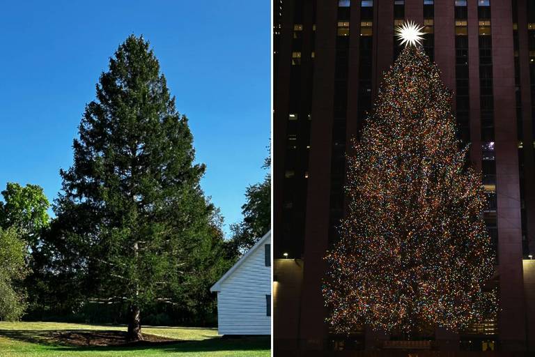 NYC’s 75-Foot Rockefeller Center Christmas Tree Is Being Cut Down ...