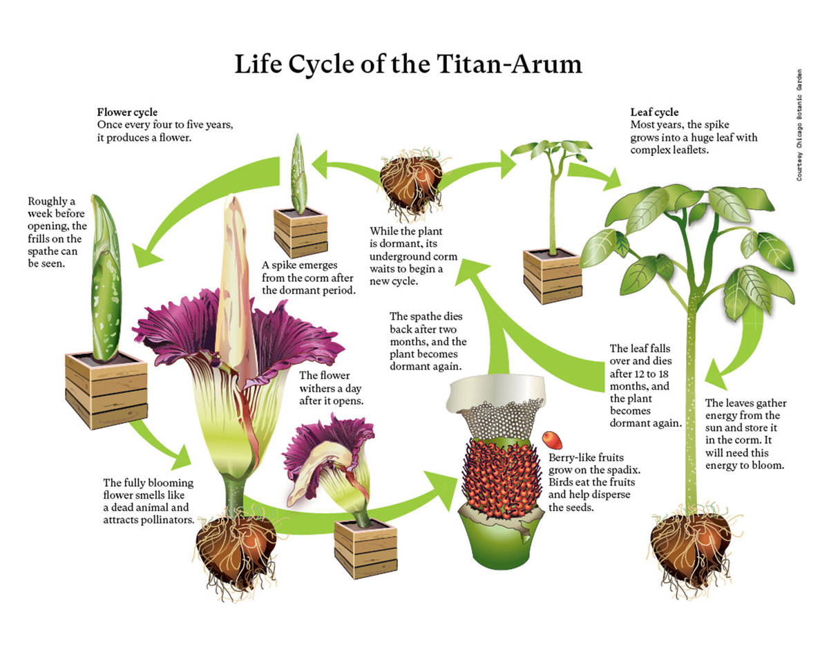 The 'World's Stinkiest Flower' That Smells Like Rotting Flesh Is ...
