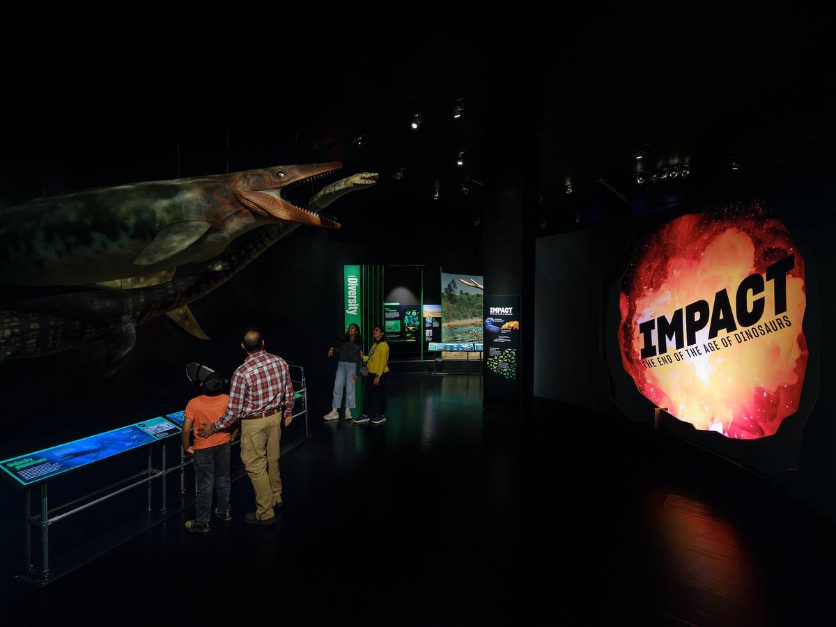 AMNH's Newest Exhibit Relives The World’s Most Famous Extinction —With ...
