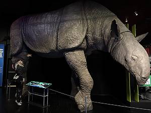 AMNH's Newest Exhibit Relives The World’s Most Famous Extinction —With ...