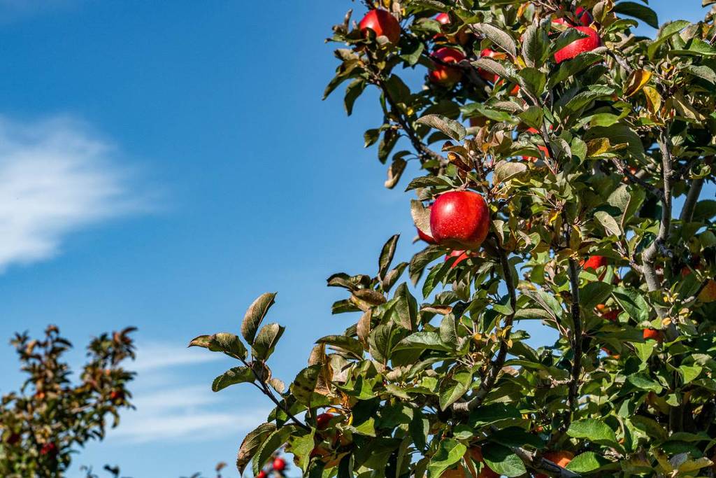 La próxima semana se abrirá en Nueva York un huerto de manzanas ...