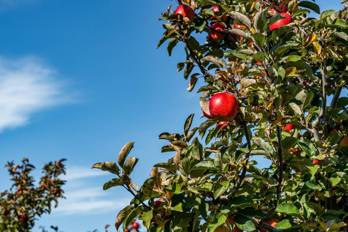A Free Apple Orchard Is Popping Up In NYC For One Day Only Next Week ...