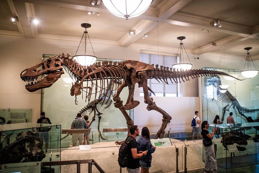 After A Sold-Out Run, Sleepovers At NYC’s Museum Of Natural History ...