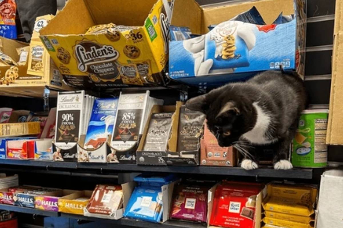 A New Bill Will Legalize Bodega Cats In NYC — Here’s What Next For Our ...