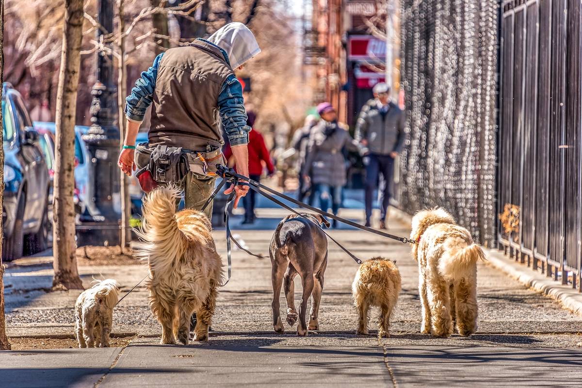 Could DNA Testing Help Get Dog Poop Off The Streets In NYC?
