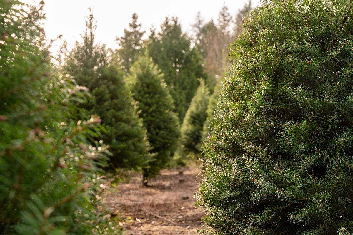 One Of The Largest Christmas Tree Farms In The Tristate Area Features ...