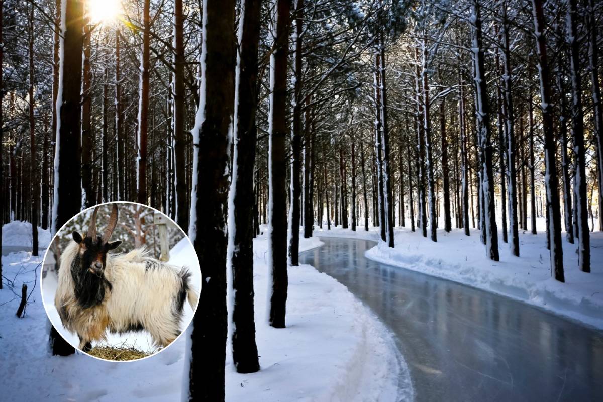 This 9-Mile Outdoor Ice Skating Path Winds You Through An Enchanting ...
