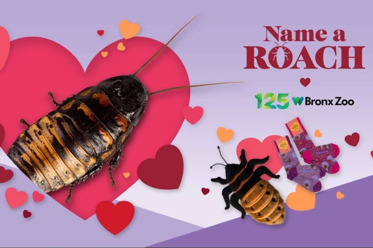 You Can Name A Roach After Your Ex, Situationship, Or Even Lover This ...