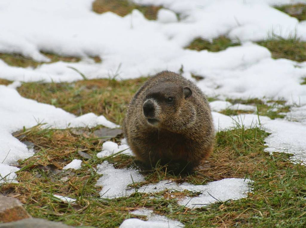 Groundhog Day 2026: Staten Island Chuck & Punxsutawney Phil Come To An ...