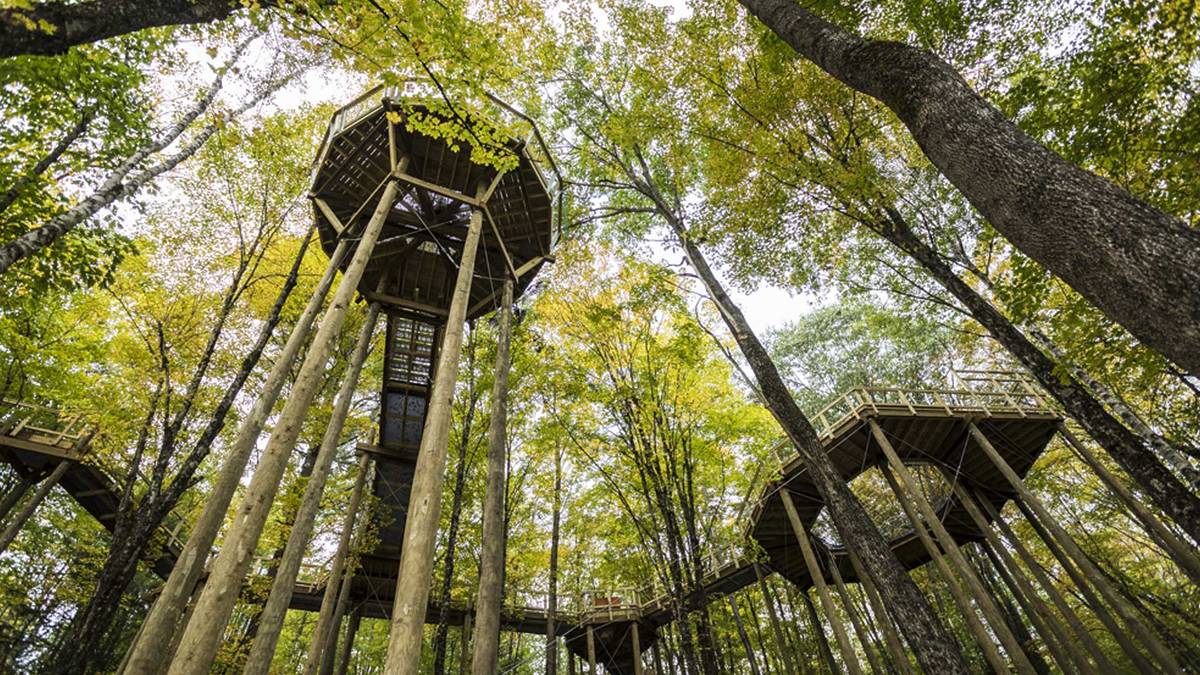 One Of The Highest Treetop Walkways In The Northeast Lets You Walk ...