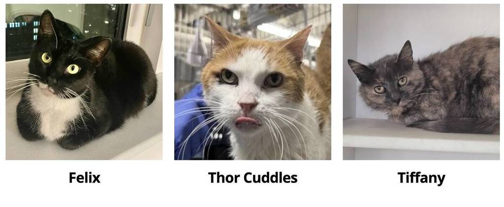 You Can Adopt A Cat For Free In NYC This Valentine’s Day Weekend
