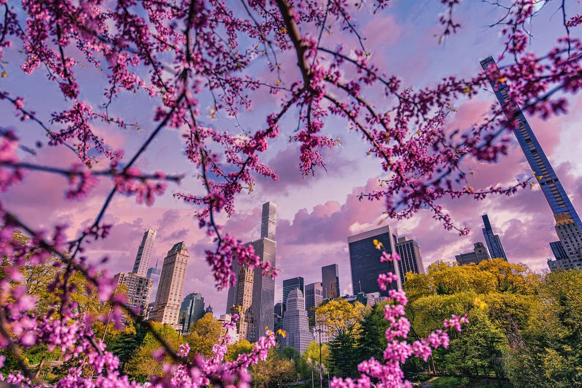 All Of Central Park’s Cherry Blossoms Just Hit 100% Peak Bloom: Why You ...