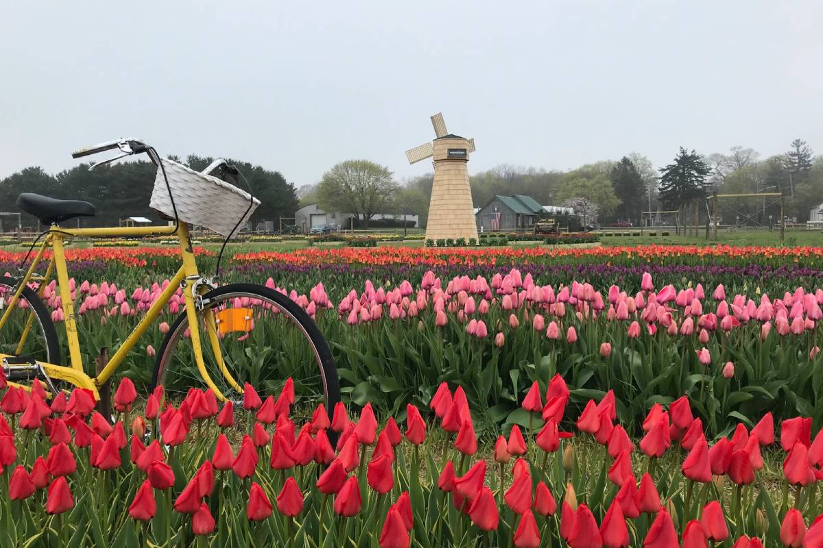 This Stunning Flower Festival Near NYC Is Known As The 'Little ...