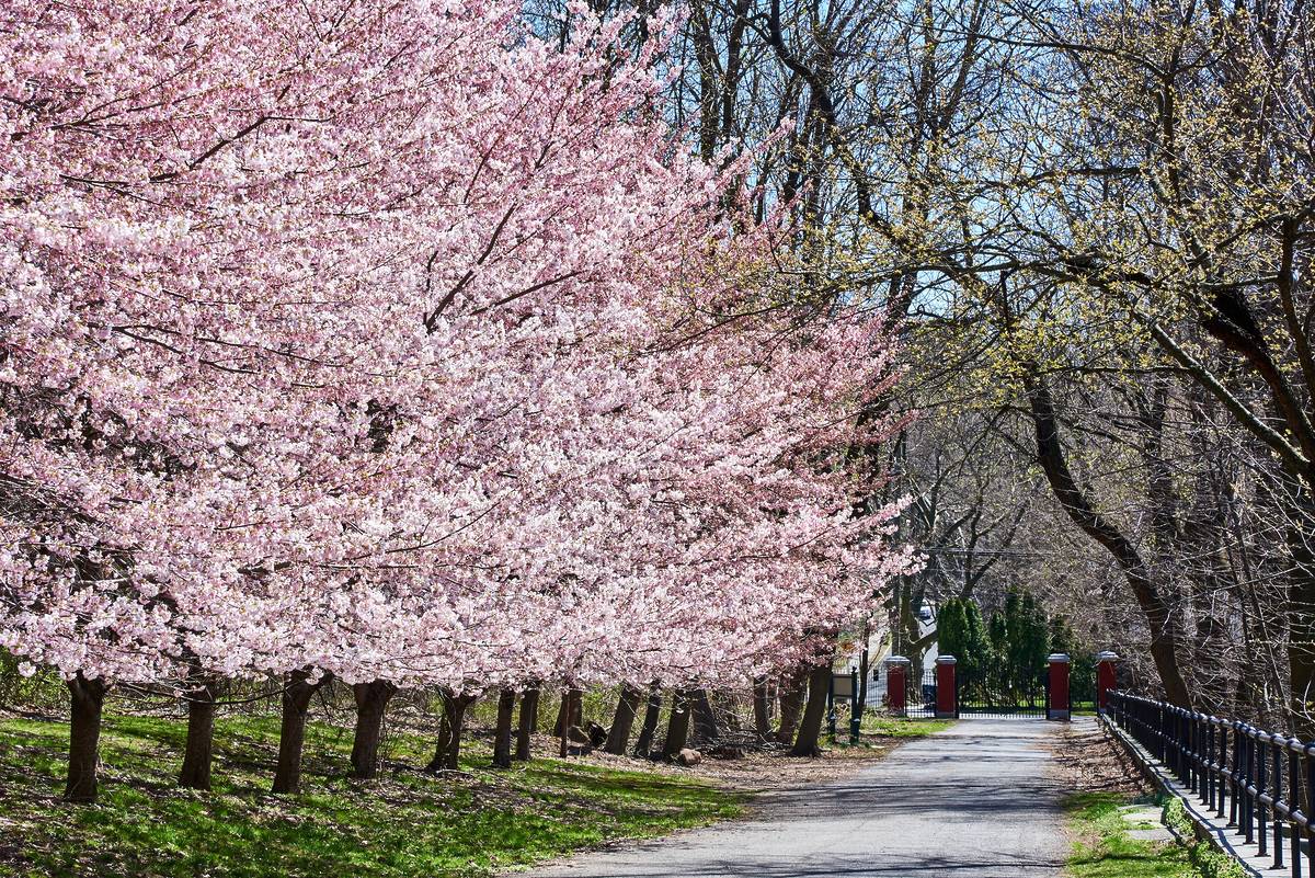 Forget Central Park: NYC’s Undisputed 'Cherry Blossom Capital' Boasts ...