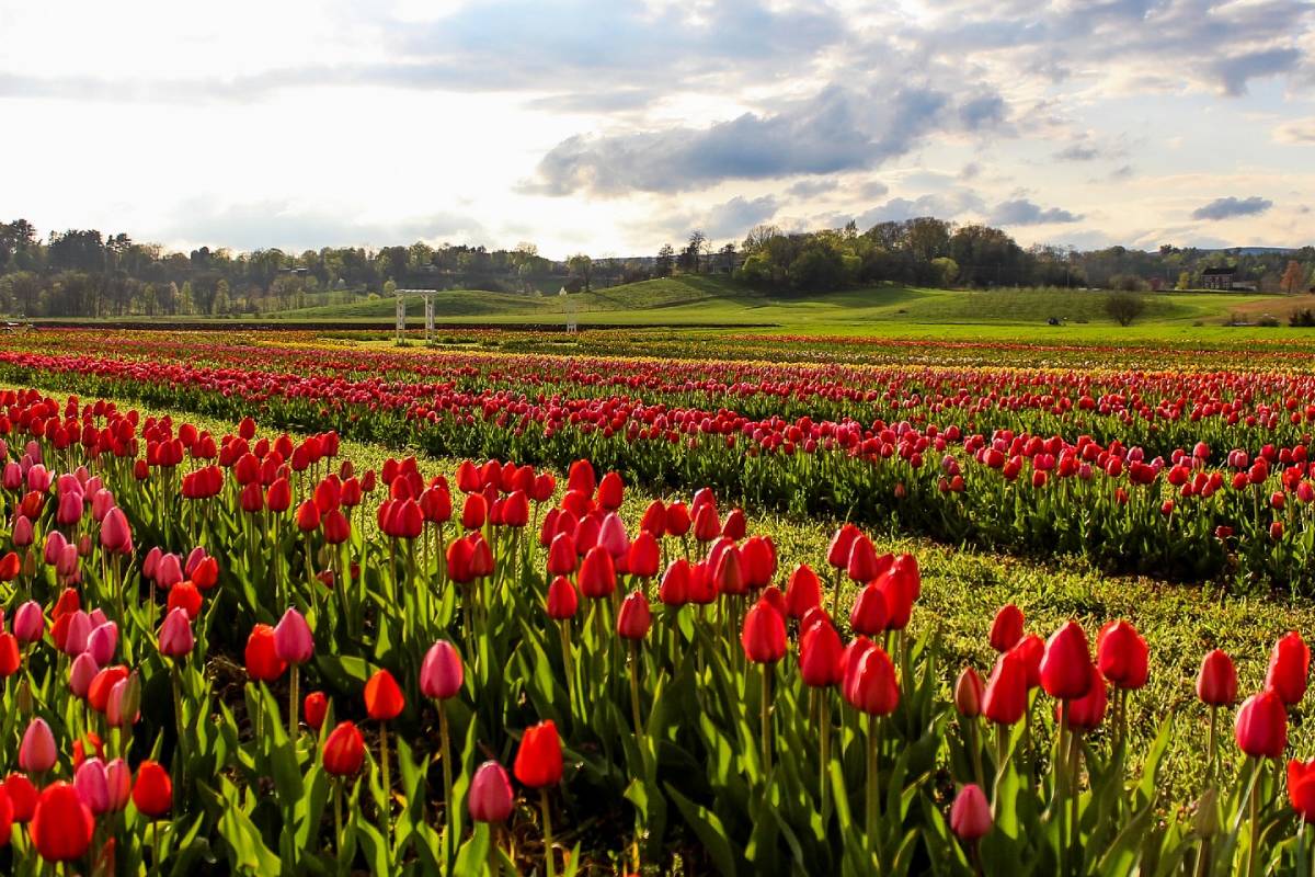Last chance: this massive 800,000-tulip festival near NYC ends this ...