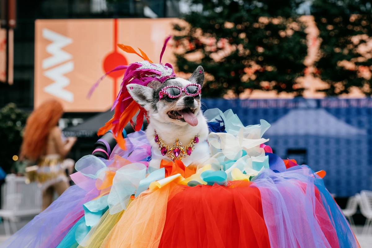 6th annual dog-friendly Pride fest takes over Manhattan West this ...
