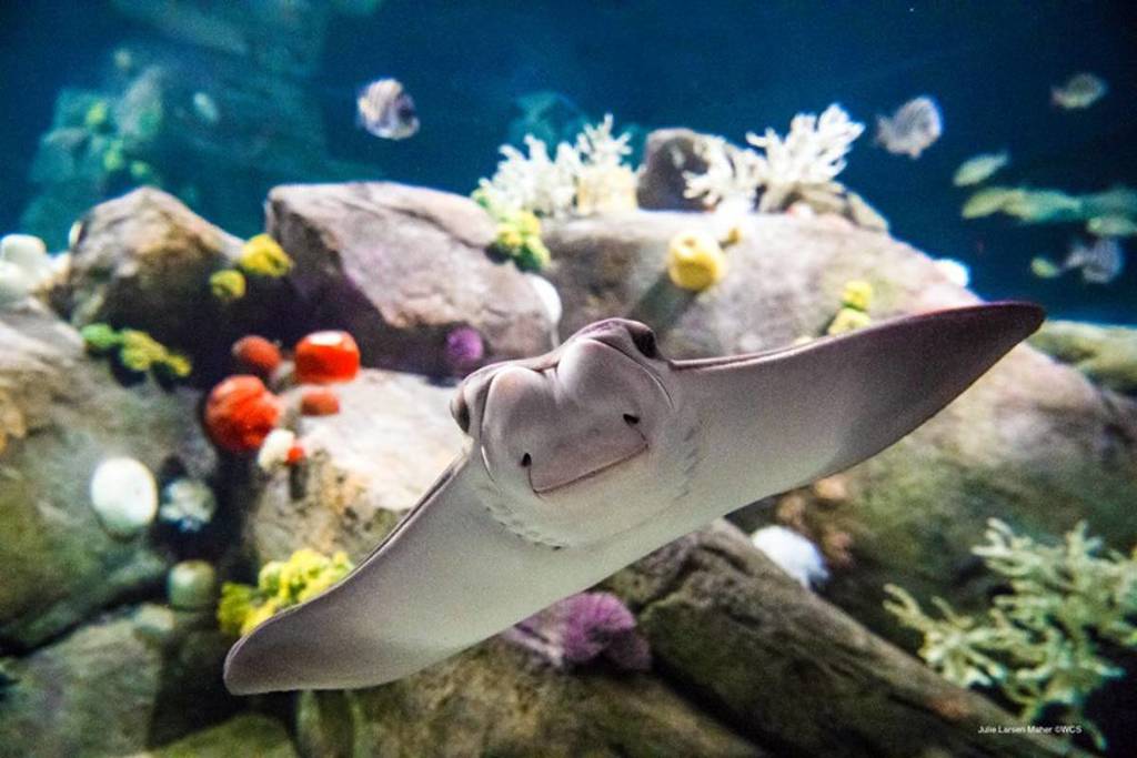 New York’s largest aquarium is debuting a massive two-day ocean ...