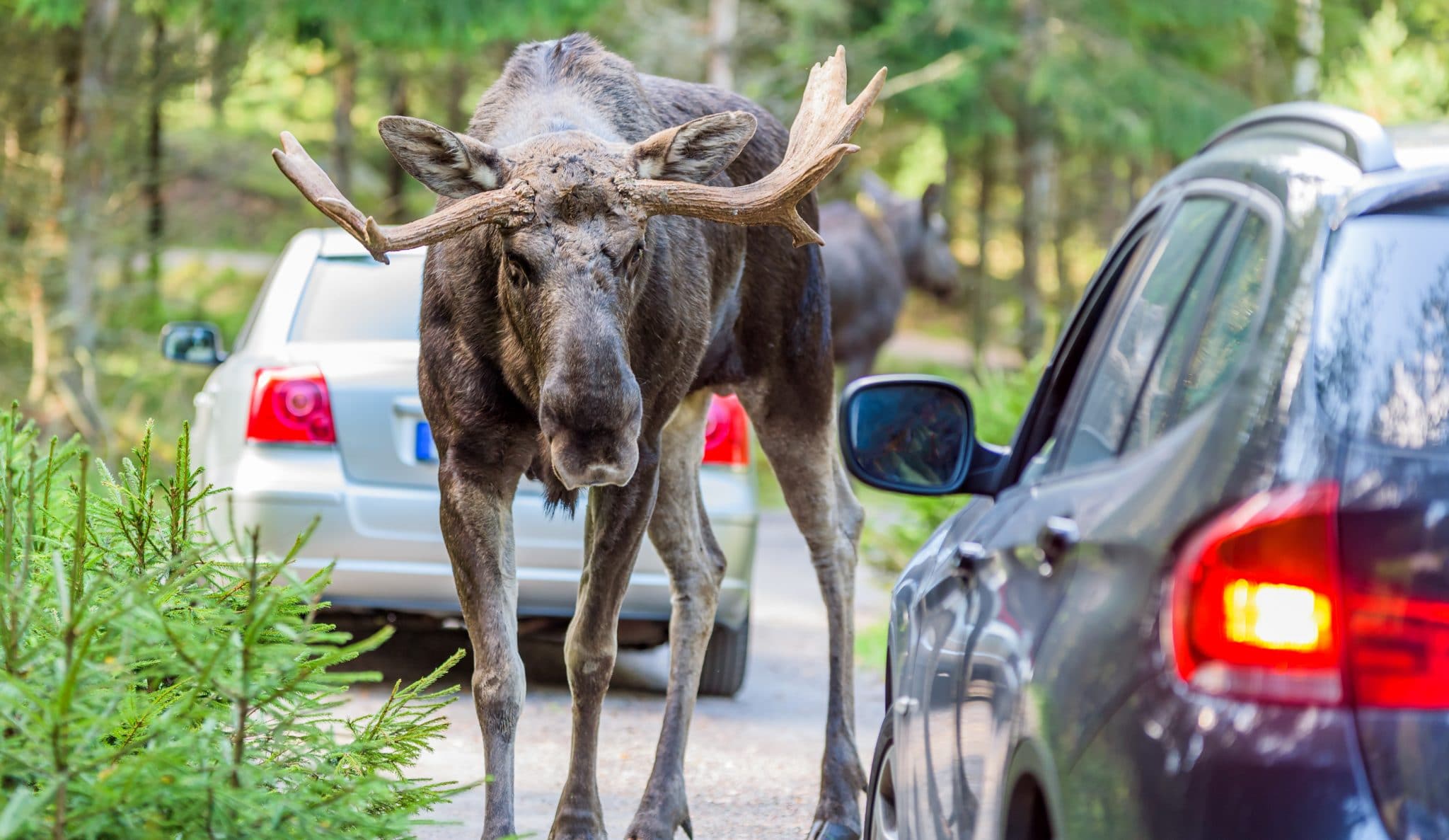 Moose Are On The Loose In Canada's National Parks, But Don't Let Them ...