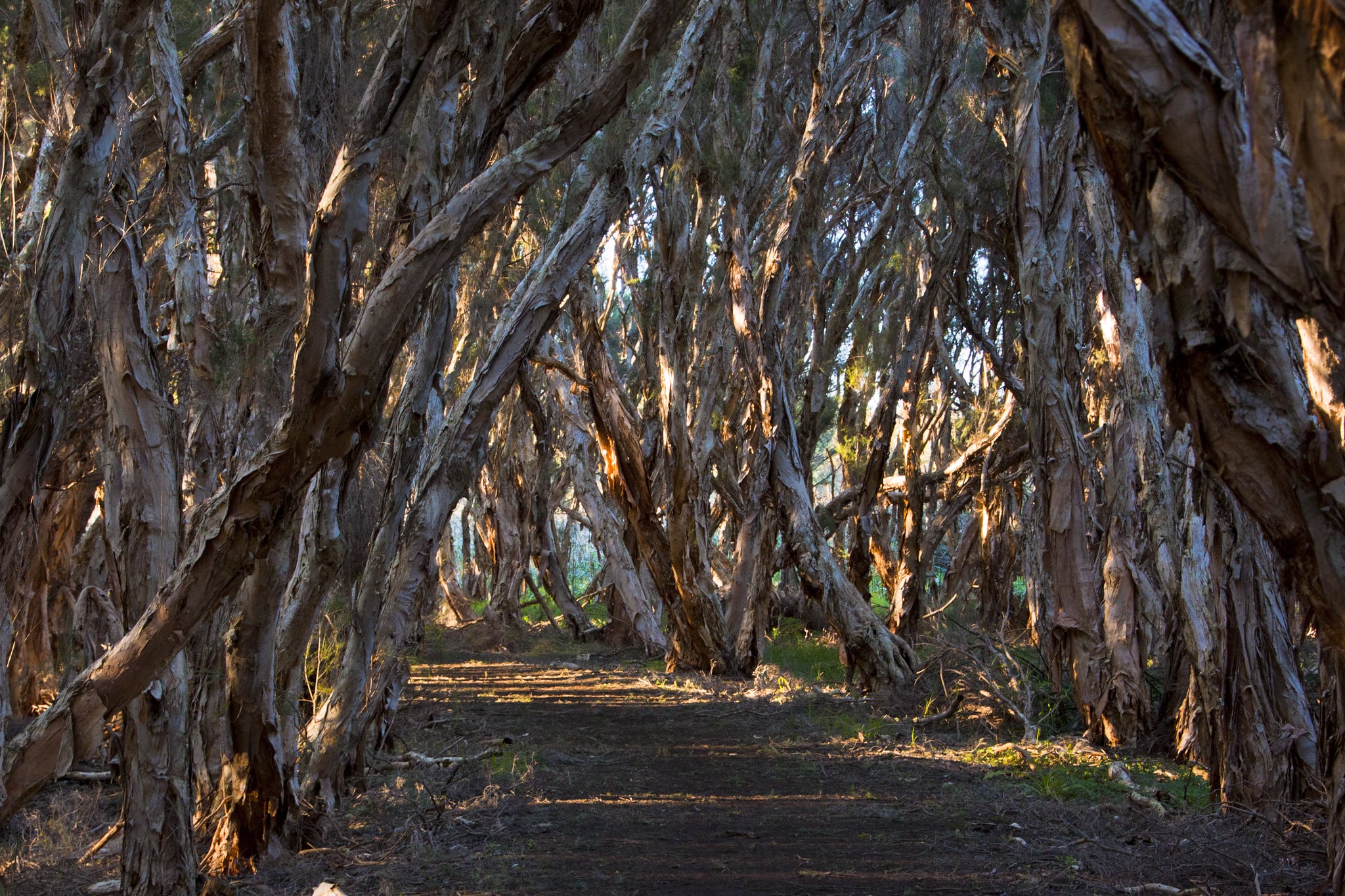 7 Wonderful Perth Walks To Put Spring In Your Step