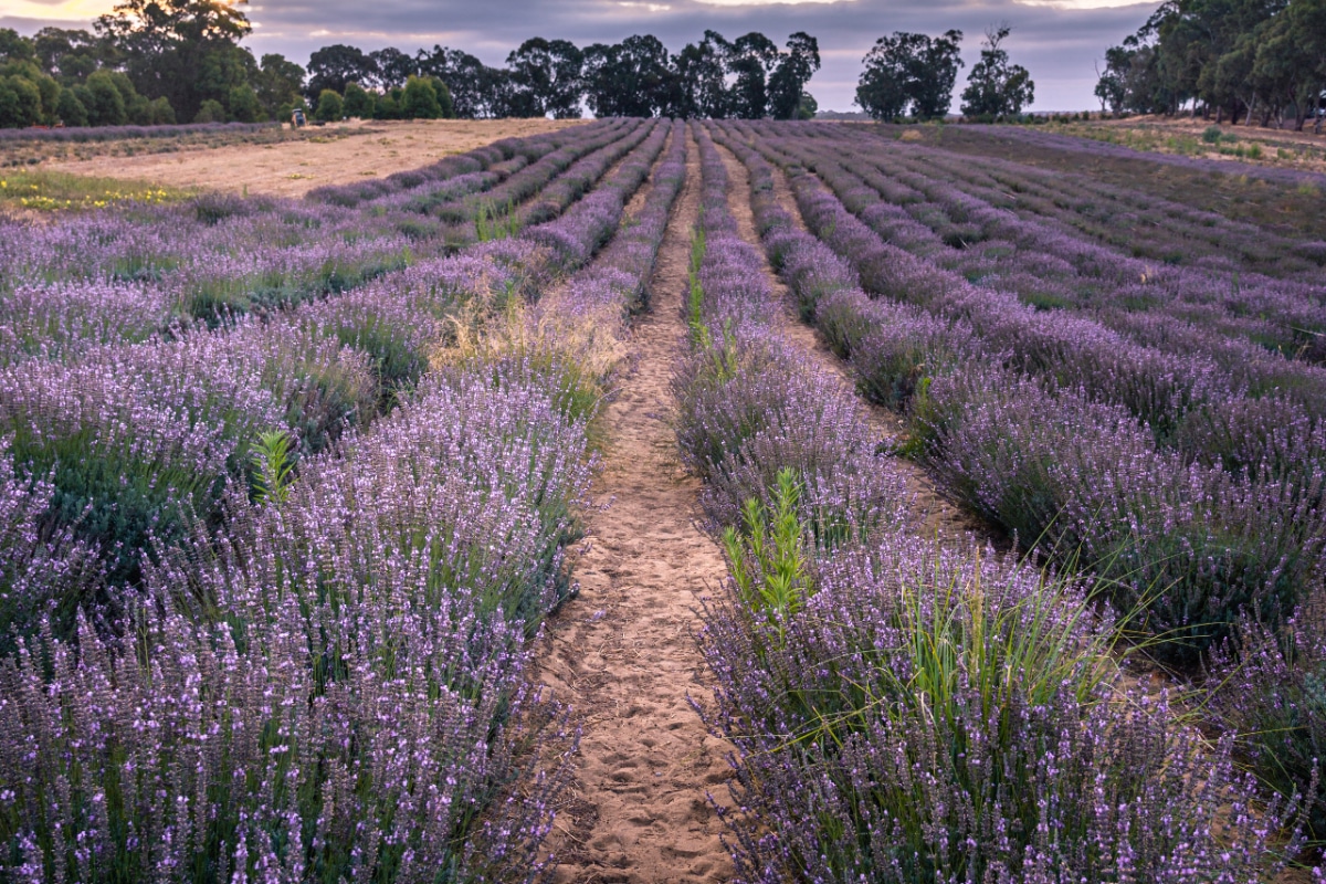 Take A Day Trip To Yanchep