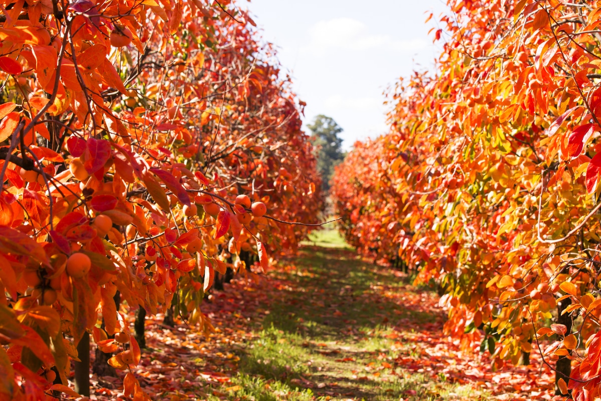 Where To Find Some Of The Best Autumn Colours In Perth