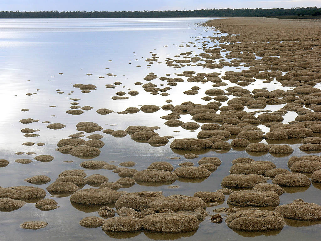The largest thrombolite reef in the Southern Hemisphere will soon ...