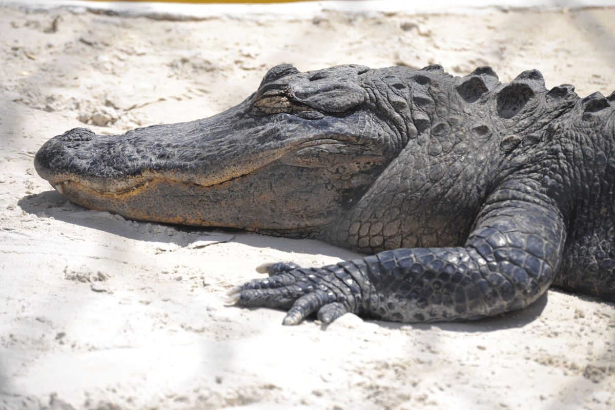 ACCT Rescues 8-Foot-Long Alligator From A North Philly Home