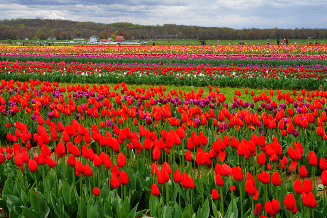 4 Places To See Tulips In And Around Philly