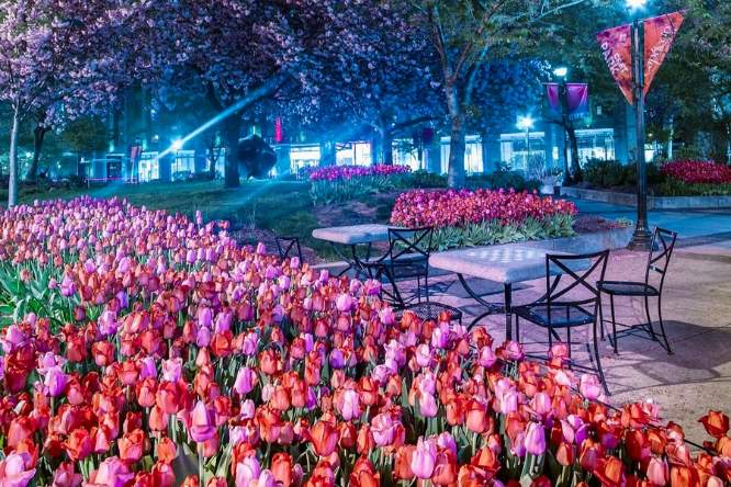 4 Places To See Tulips In And Around Philly