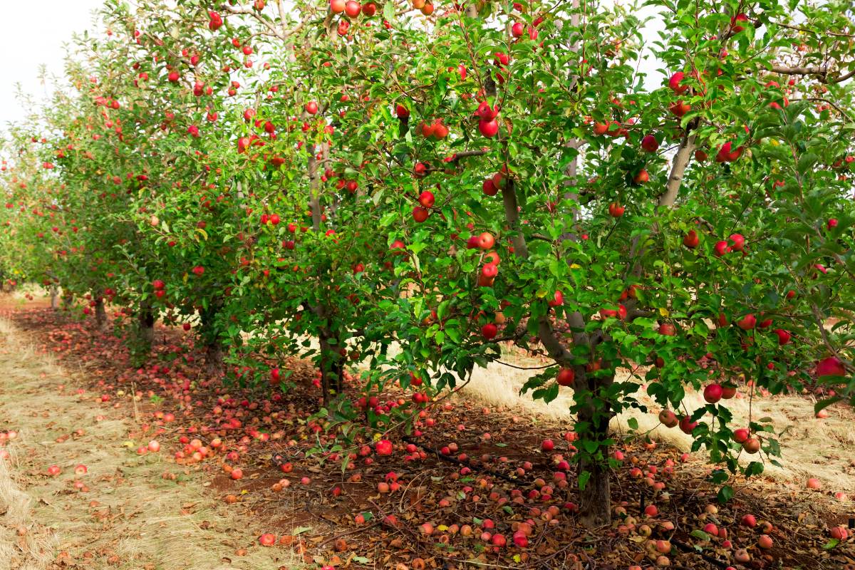 8 Gorgeous Orchards Near Philadelphia To Go Apple-Picking