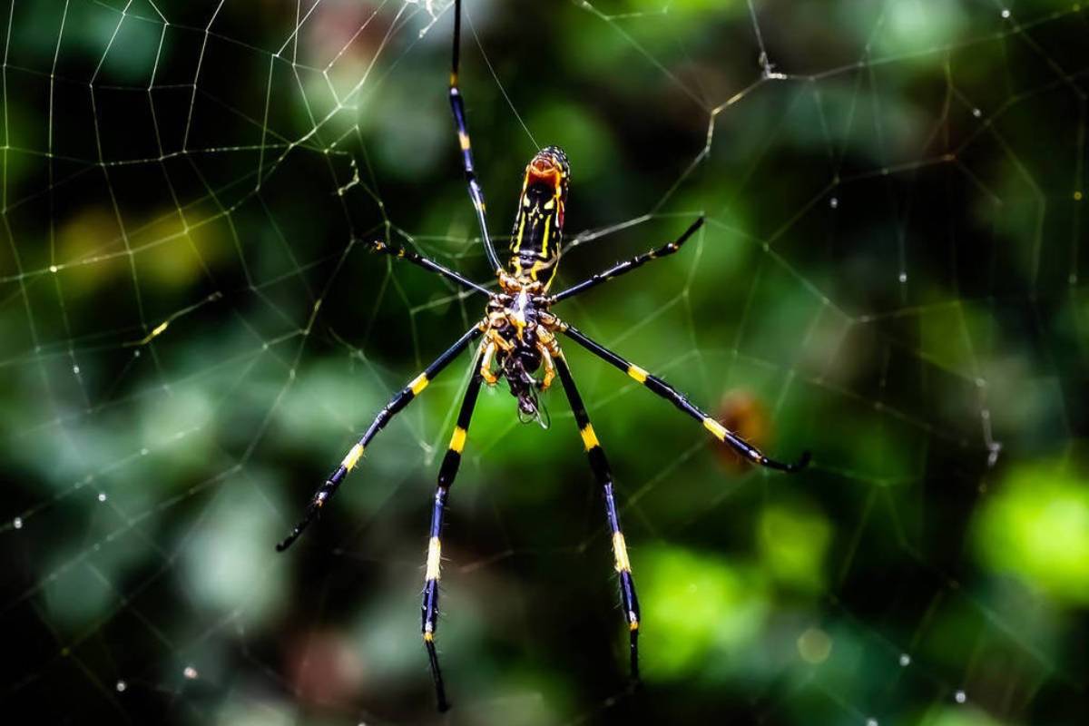 Giant, Parachuting Joro Spiders Spotted In Philly Suburbs