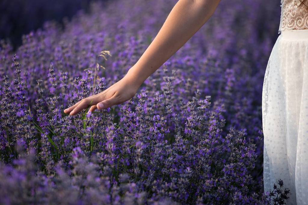 Pick Your Own Fresh Lavender At Peace Valley Lavender Farm