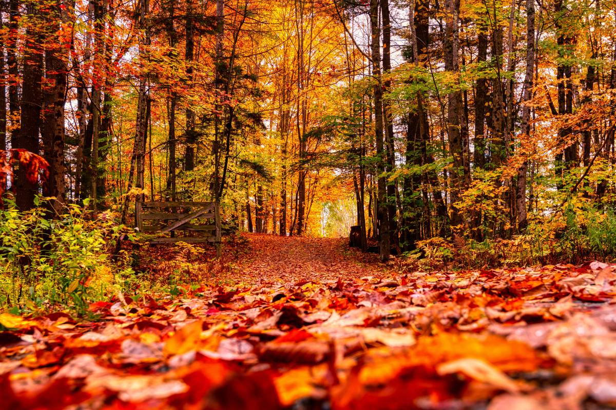 2025 Farmer's Almanac Fall Forecast Predication For Philadelphia