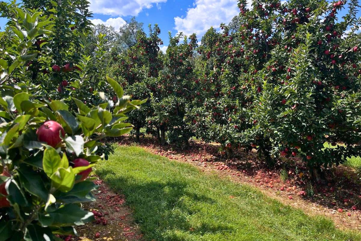 41,000 Apple Trees, Rolling Hills, Cider Donuts, & Fall Magic: Brown's ...