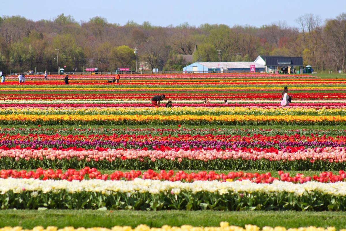 The Largest U-Pick Tulip Farm in America Is Just 60 Minutes From Philly ...
