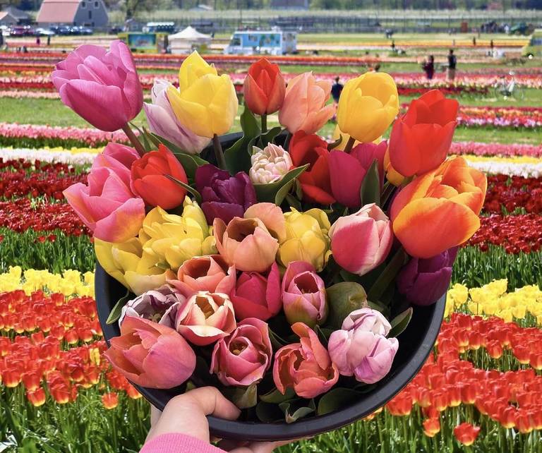 The Largest U-Pick Tulip Farm in America Is Just 60 Minutes From Philly ...