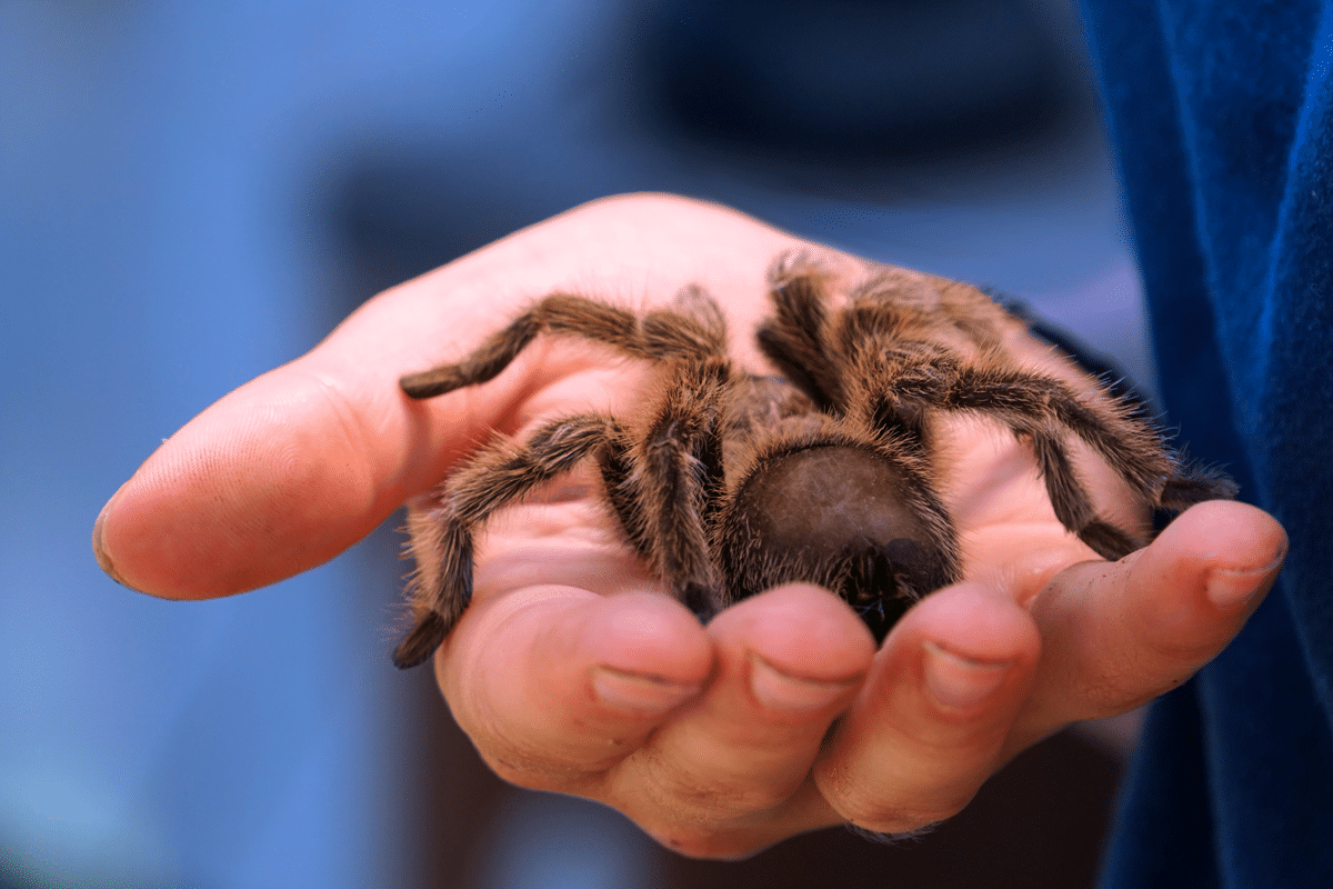 Learn About Every Kind Of Arachnid At This Hair-Raising Exhibit