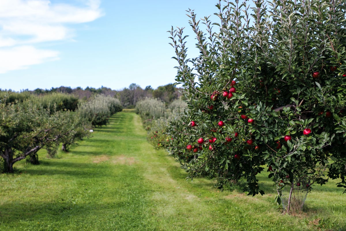 Pick Apples This Weekend At This Orchard Close To Phoenix
