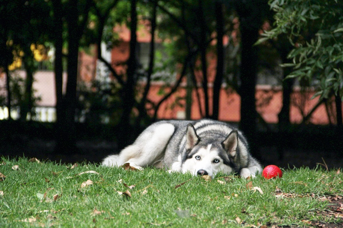 7 Awesome Phoenix Dog Parks Where Your Pup Can Roam Free